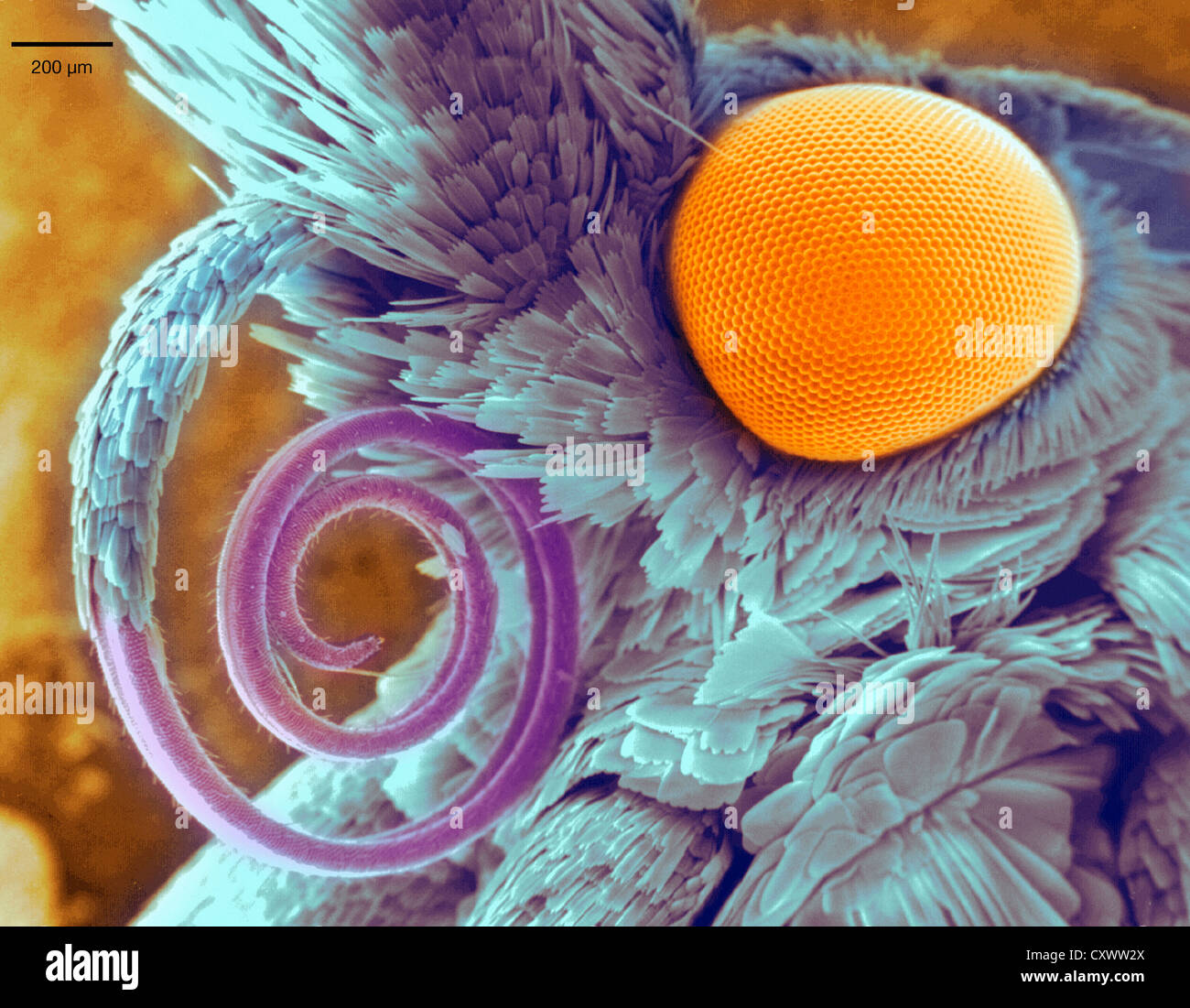 Scanning electron micrograph of moth head Stock Photo - Alamy