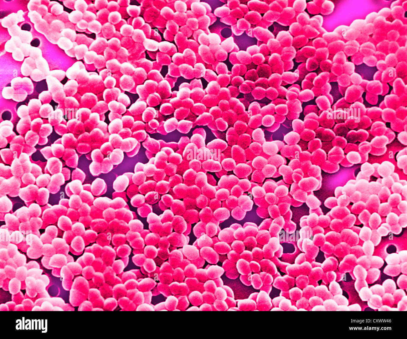 Enterococcus bacteria hi-res stock photography and images - Alamy