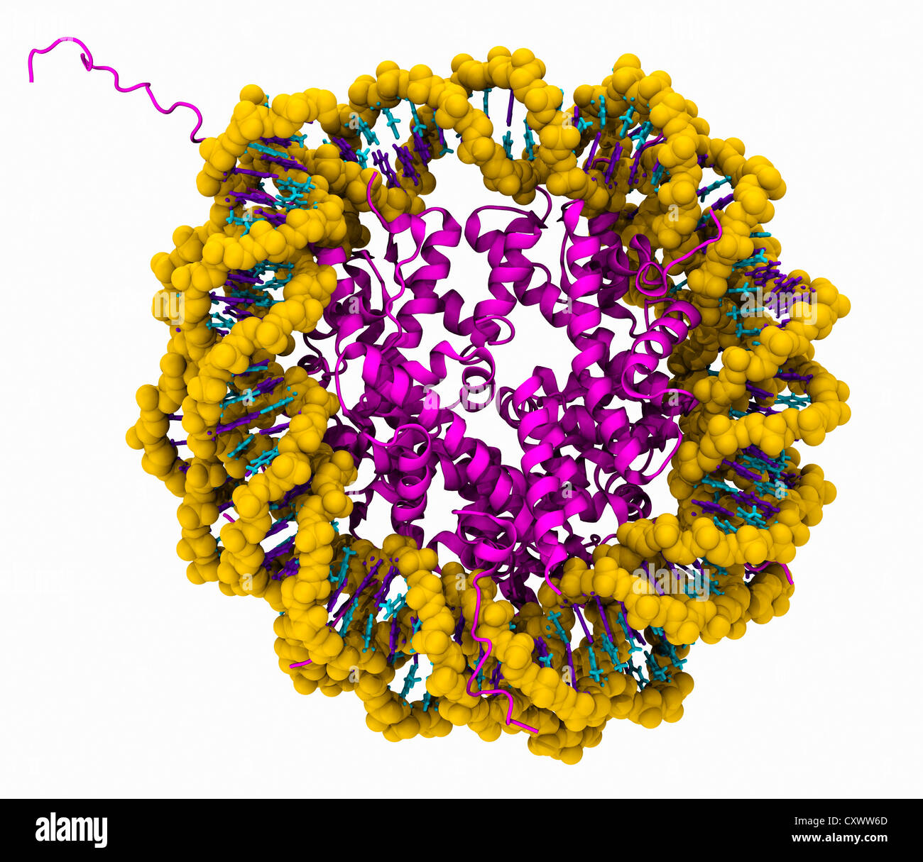 Nucleosome hi-res stock photography and images - Alamy