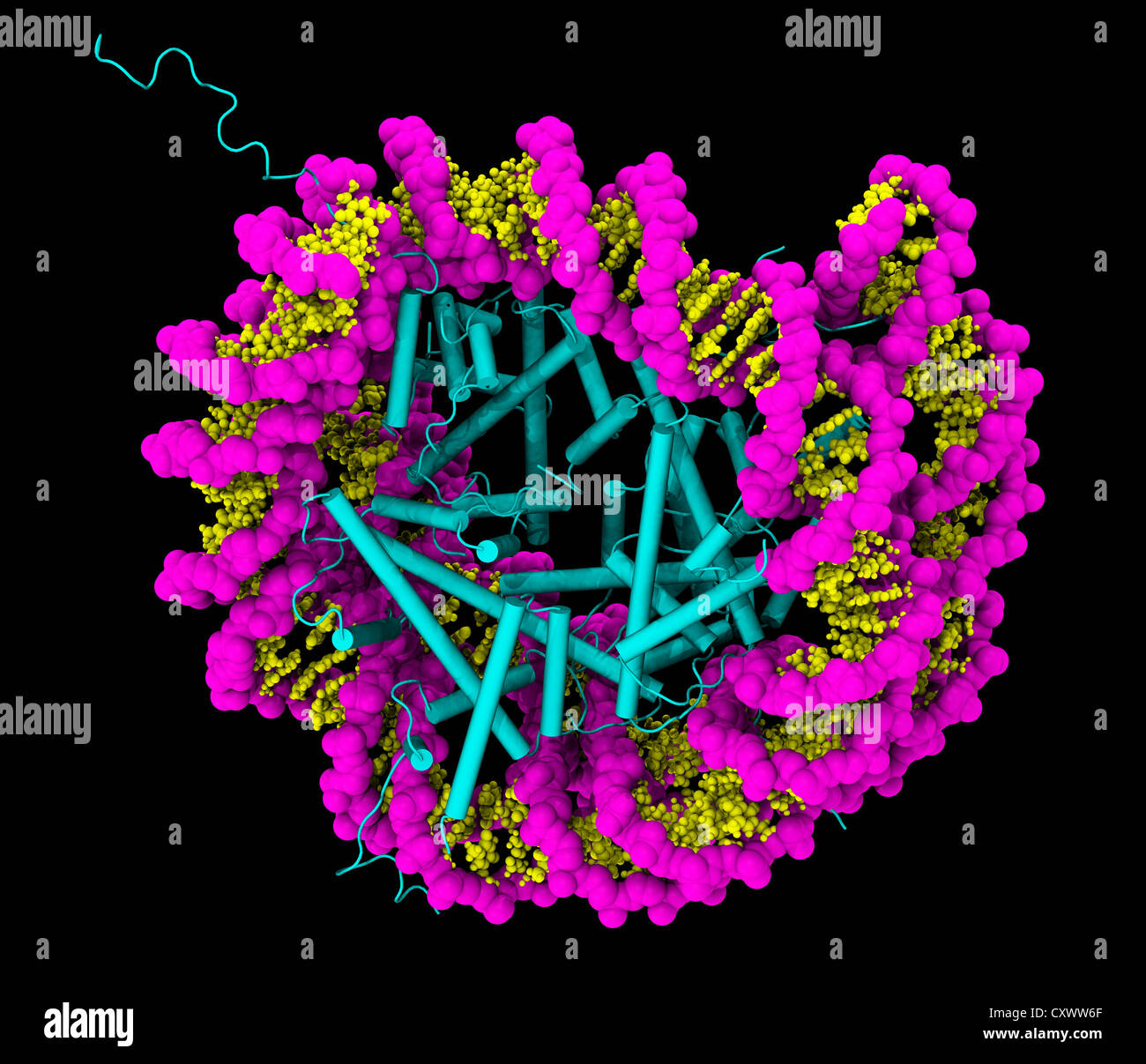 3-D model of a nucleosome Stock Photo - Alamy