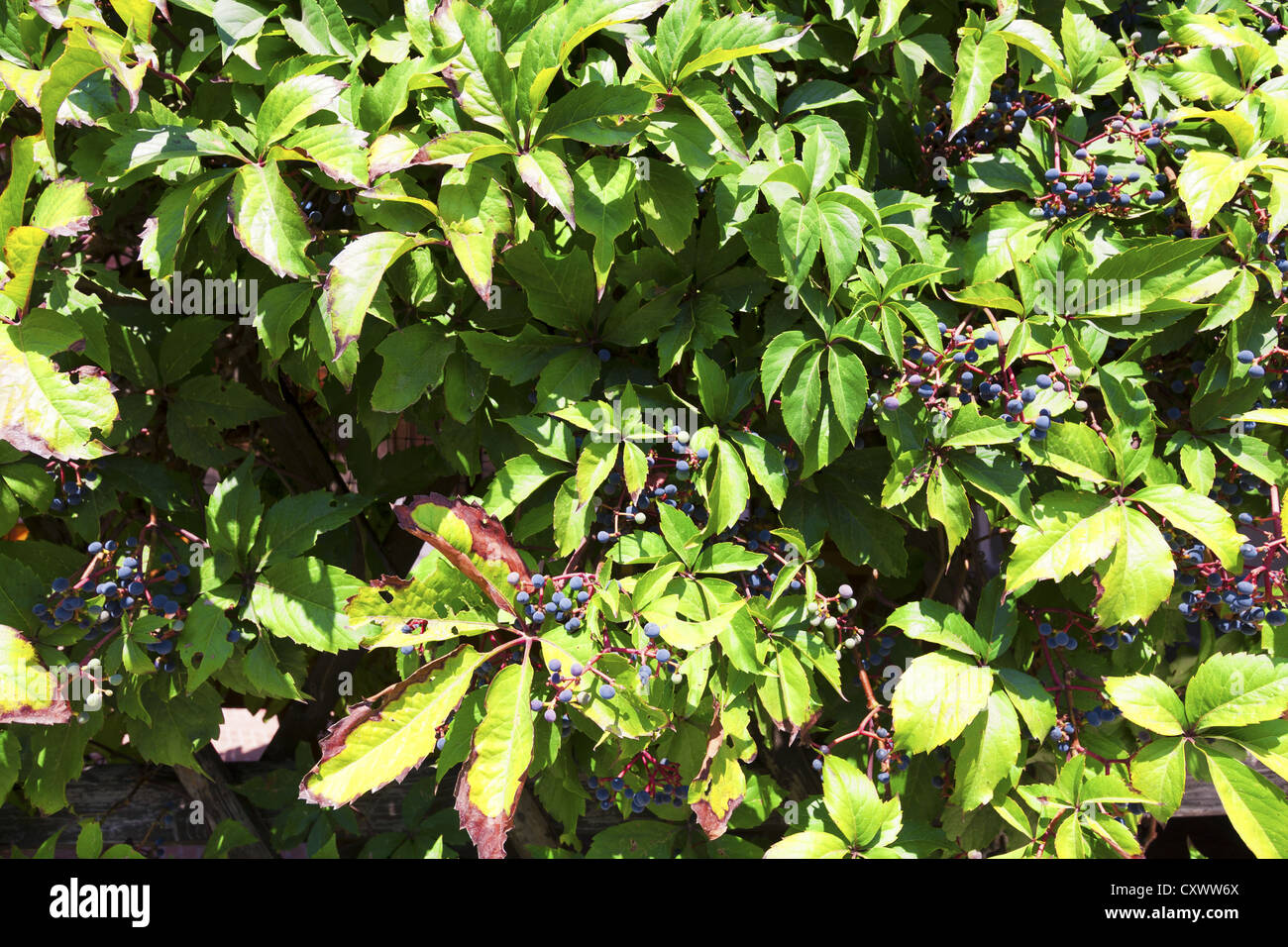 fruits that bloom on the bush Stock Photo - Alamy