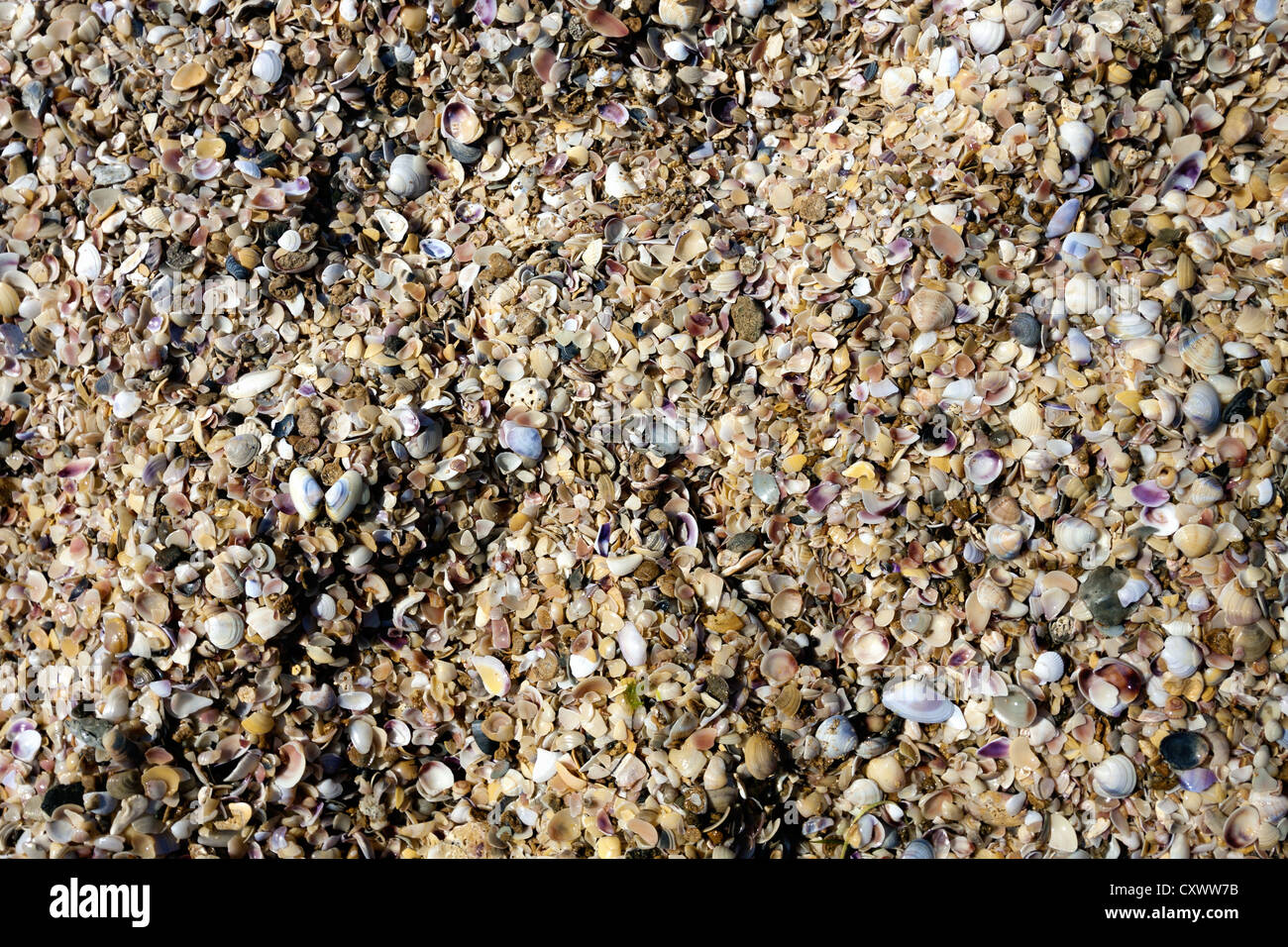 Texture various sea shells hi-res stock photography and images - Alamy