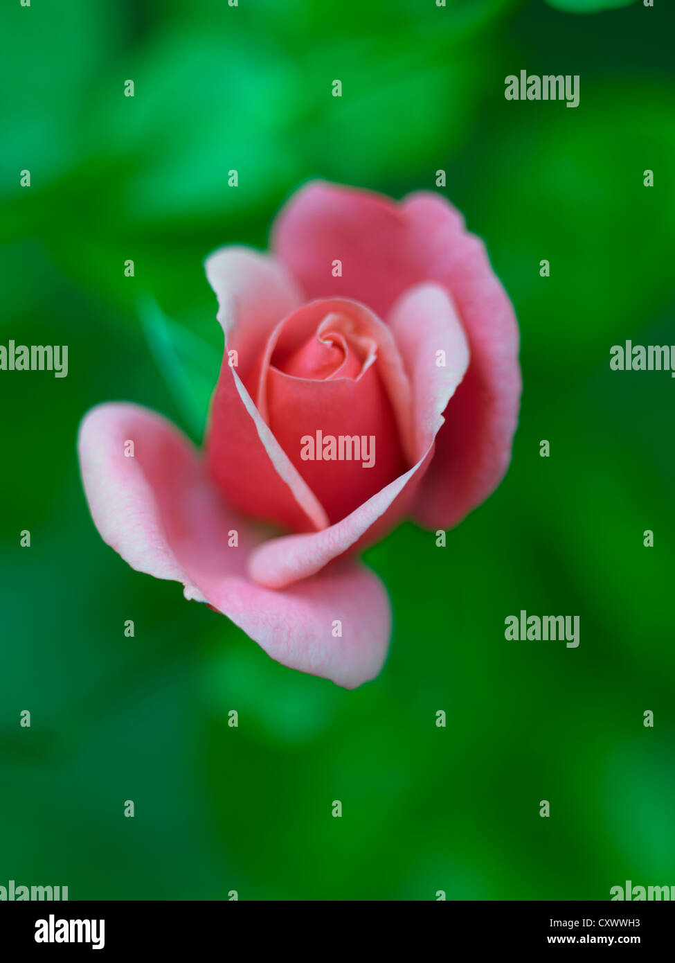close up single pink rose Stock Photo - Alamy