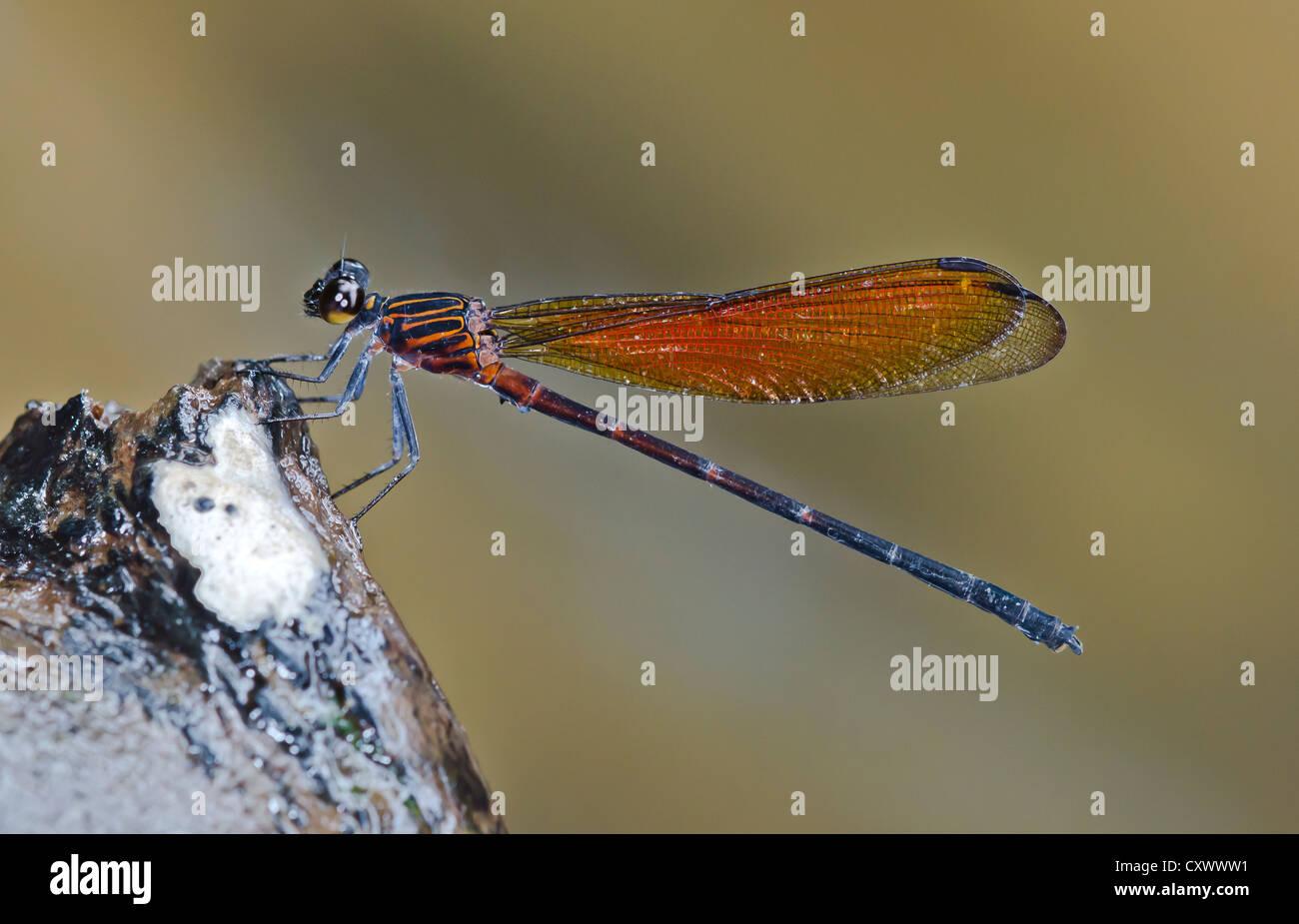 Ochracea hi-res stock photography and images - Alamy