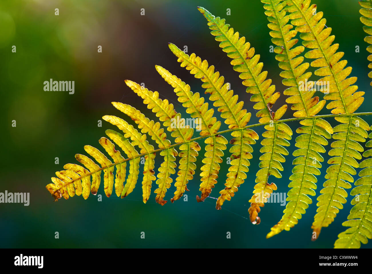 Golden Fern High Resolution Stock Photography and Images - Alamy