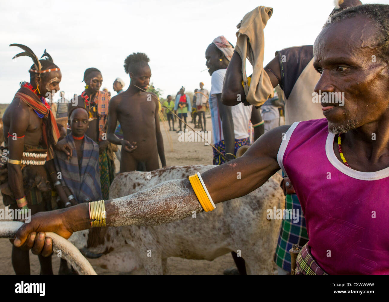 Hamer Tribe Men Lining Up The Cows For Bull Jumping Ceremony, Turmi ...