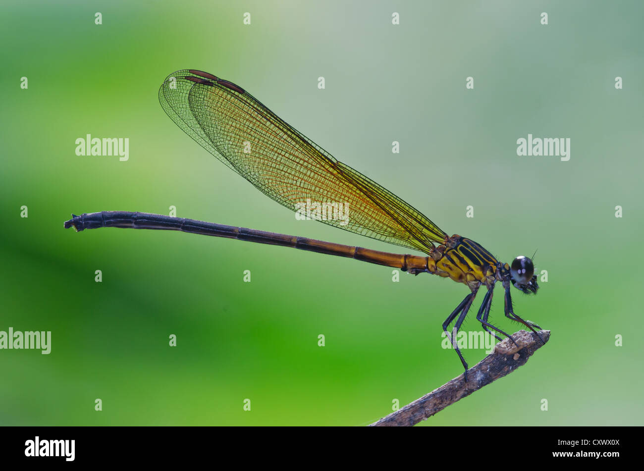 Euphaea ochracea hi-res stock photography and images - Alamy