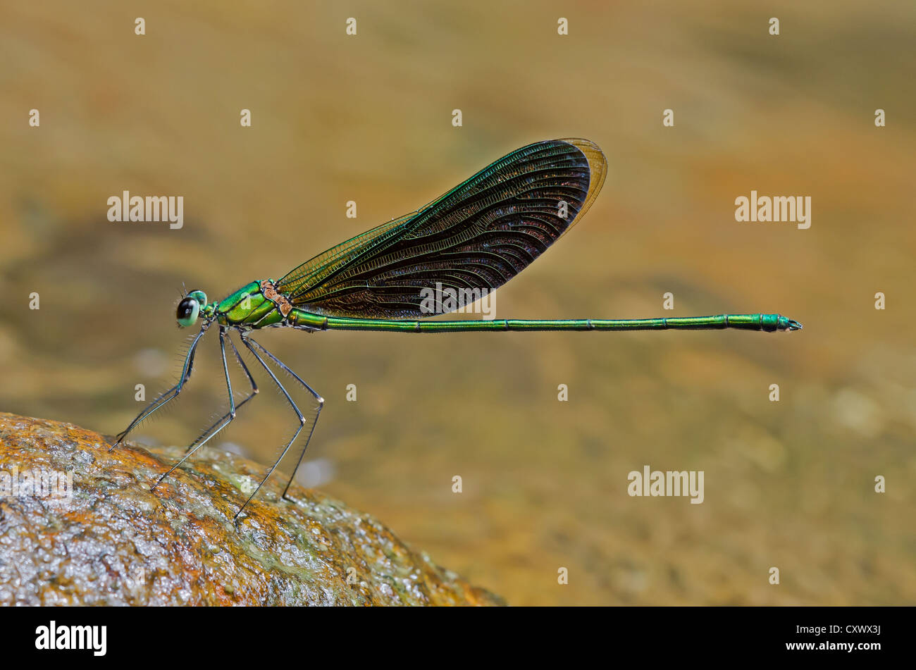 Neurobasis chinensis, male, Green Metalwing damselfly Stock Photo - Alamy