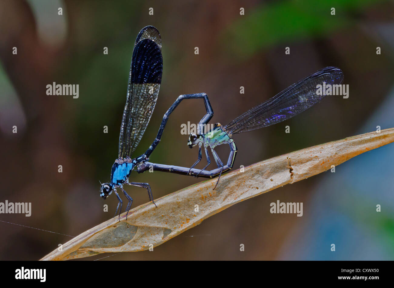 Euphaea Impar damselfly mating Stock Photo - Alamy