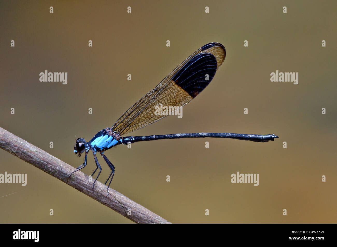 Euphaea Impar male damselfly Stock Photo - Alamy