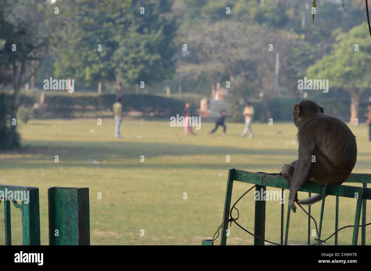 Monkey on the Fence, Watching Cricket Stock Photo - Alamy