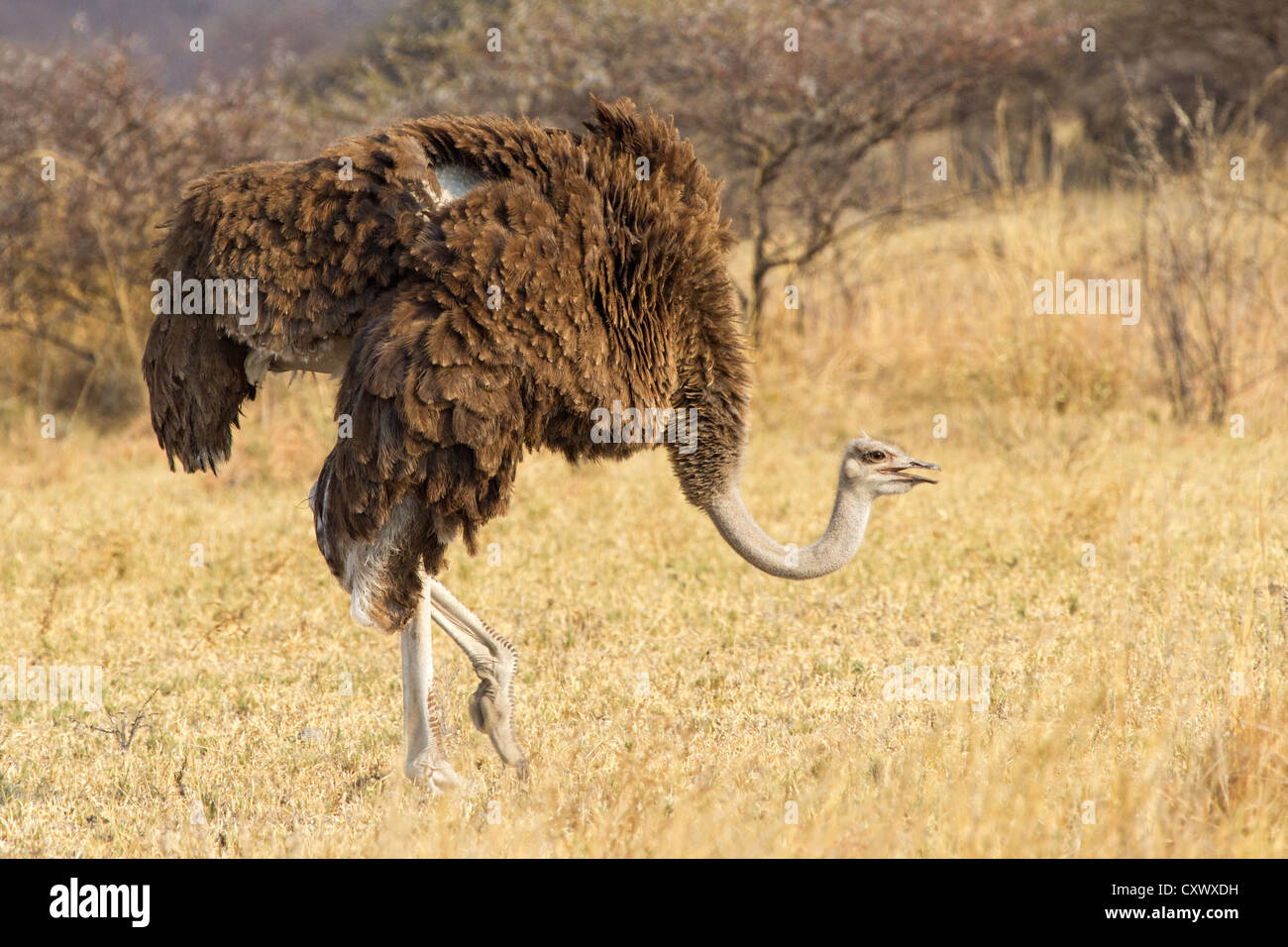 Female ostrich (Struthio camelus) searching for food in dry grass ...