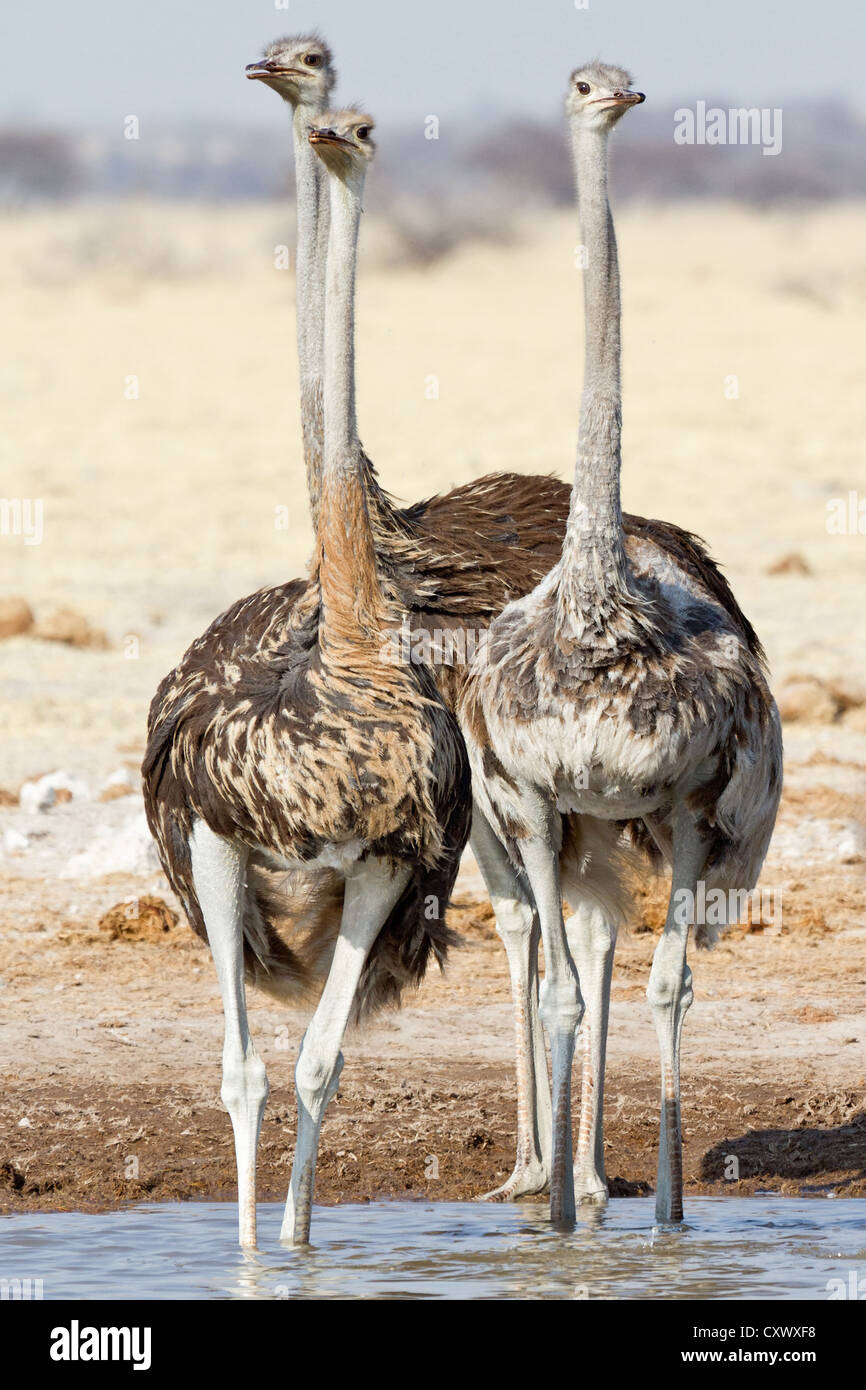 A group of three ostriches (Struthio camelus) keeping watch at a ...