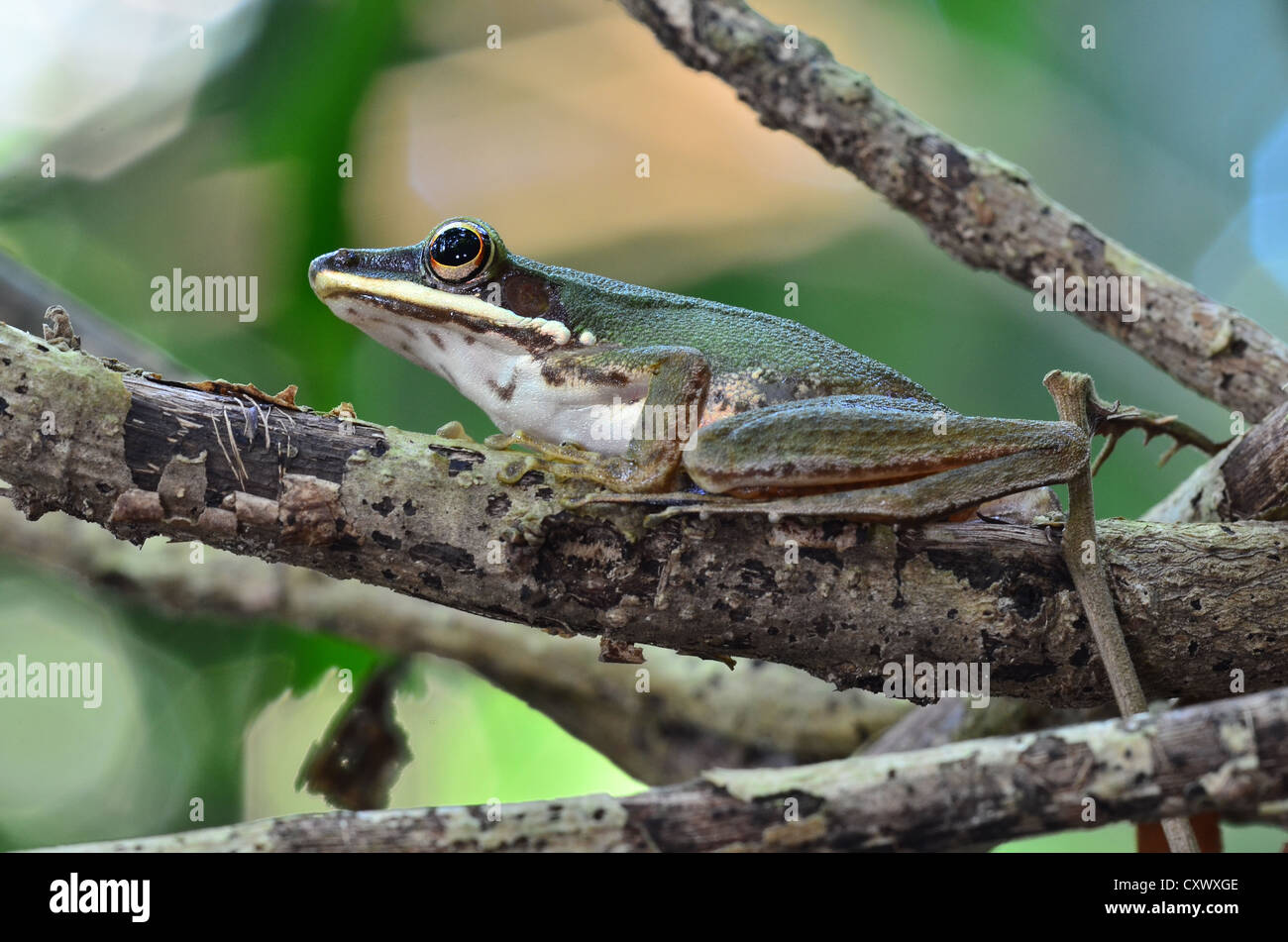 Hydrophylax raniceps Copper-cheek tree frog Stock Photo - Alamy