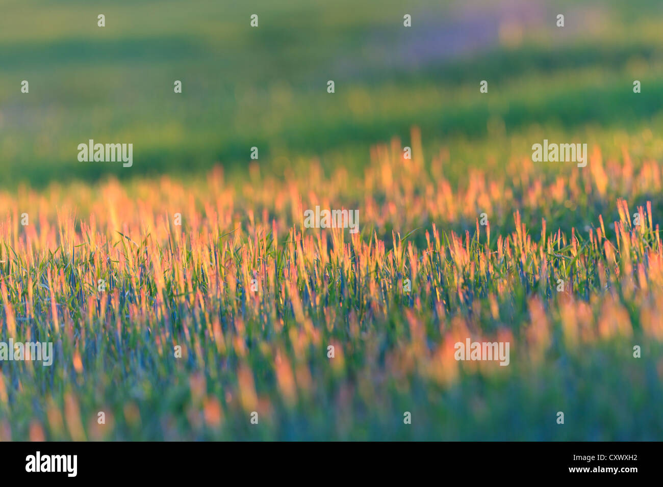Sunsets grass field hi-res stock photography and images - Alamy
