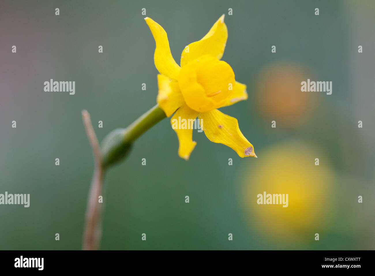 Spanish daffodil hi-res stock photography and images - Alamy