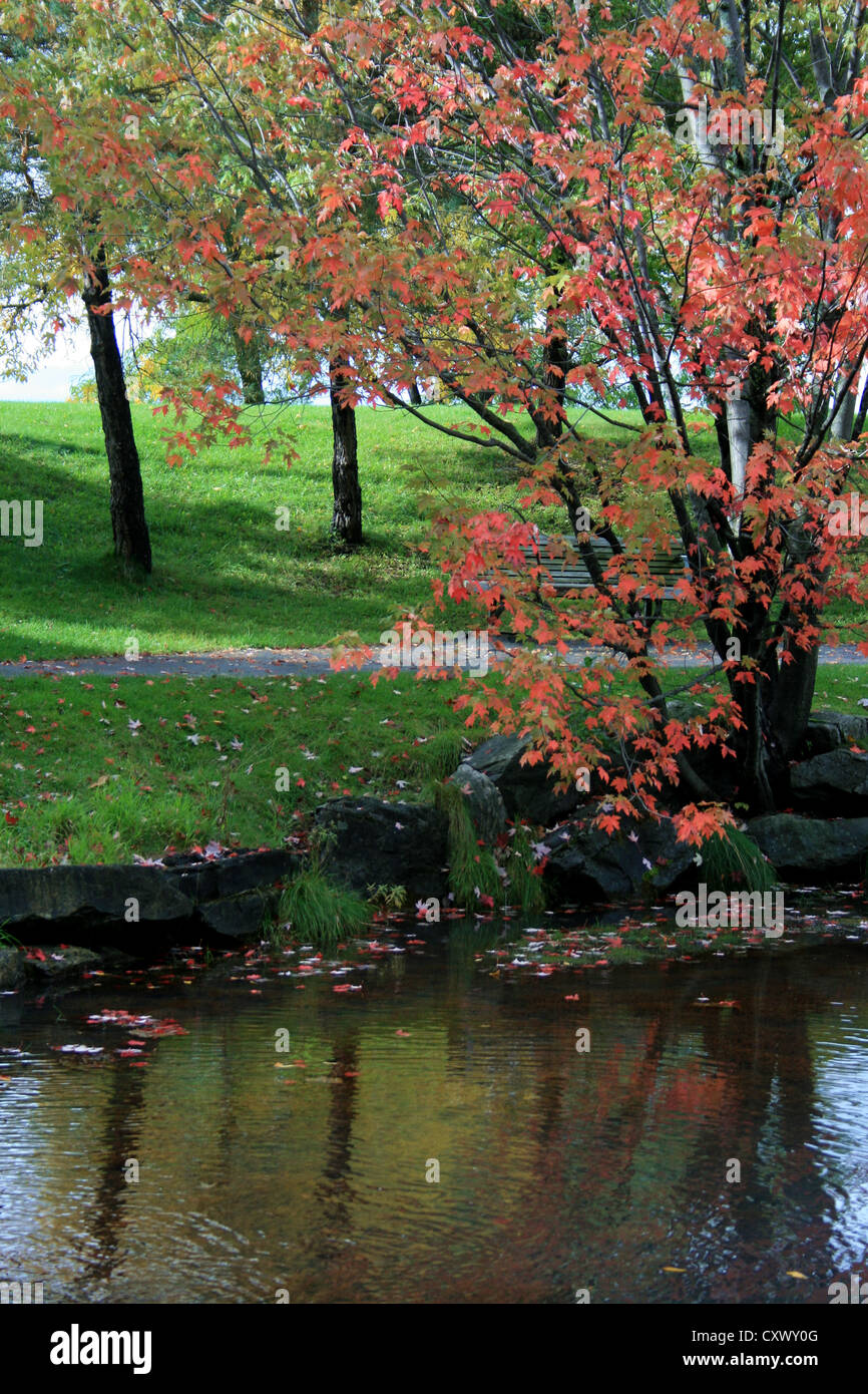 Red maple leaf tree over a pond in a park Stock Photo - Alamy