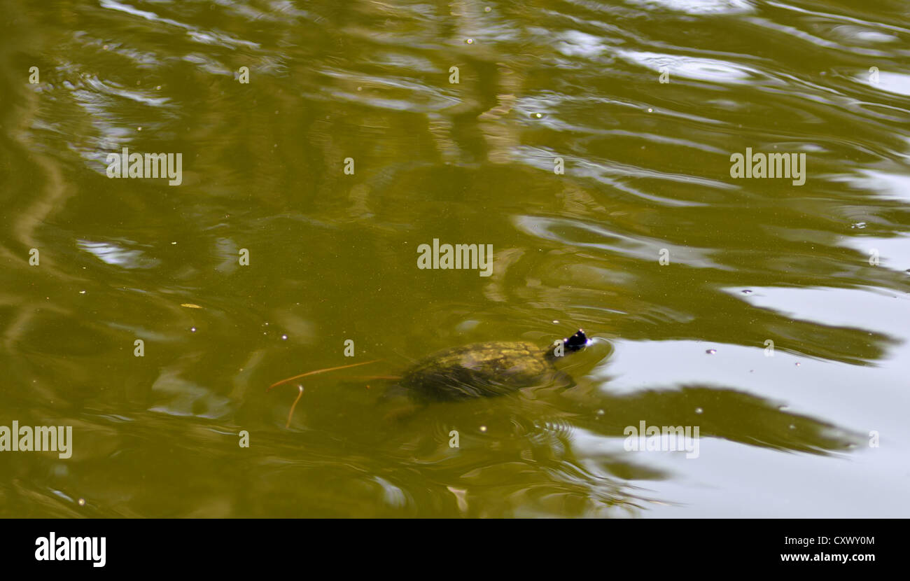Turtle swimming in gator infested salt water marsh Stock Photo - Alamy