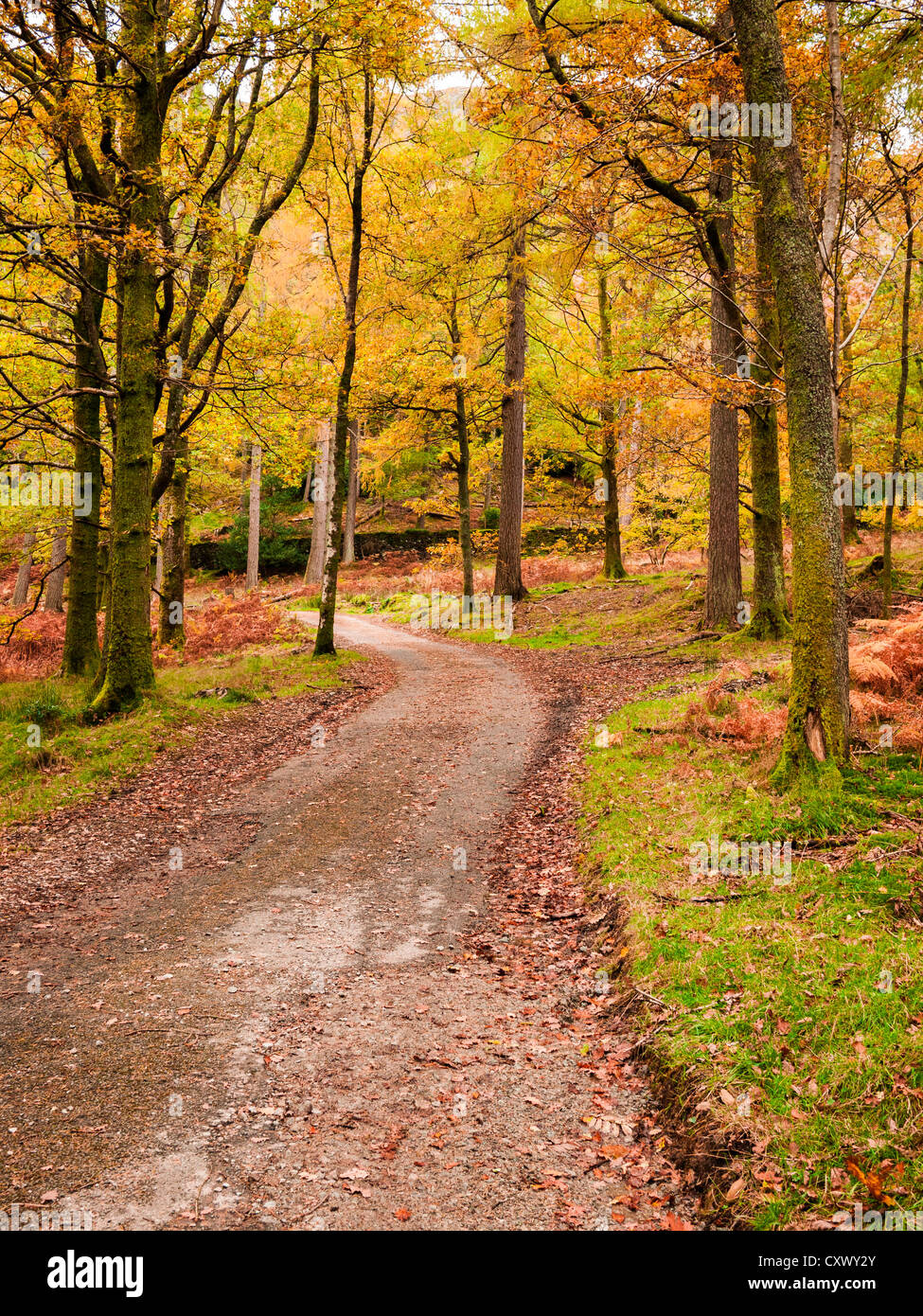 Autumn Colour at Manesty Woods near Keswick in the Lake District ...
