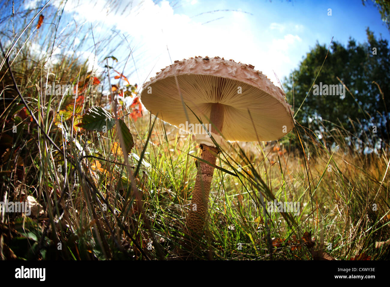 Close up of a mushroom in a forrest Stock Photo - Alamy