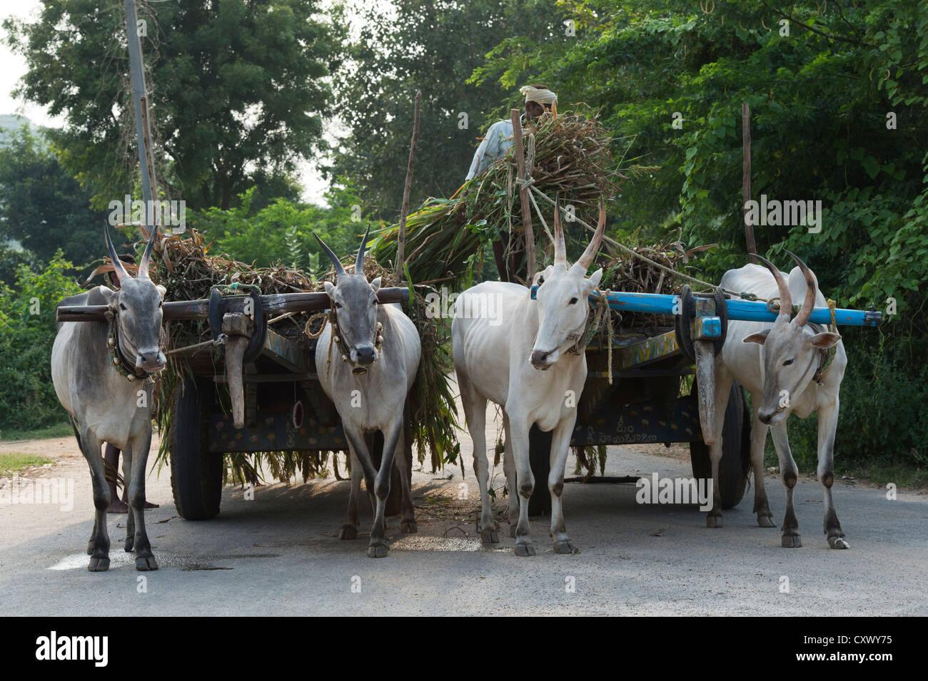 Cow carts hi-res stock photography and images - Alamy