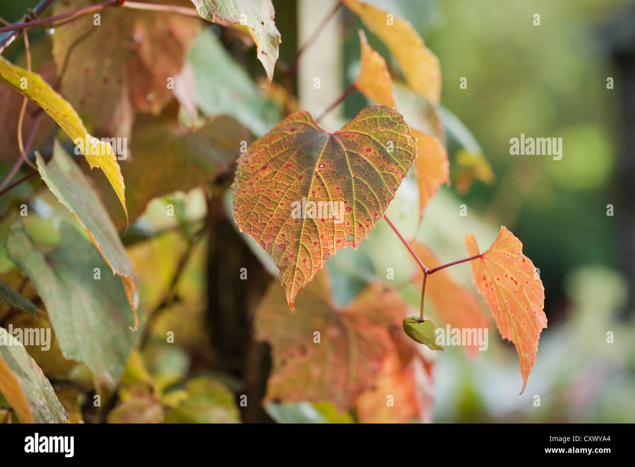 Autumn colours and textures, Vitis coignetiae (Crimson Glory Vine Stock ...
