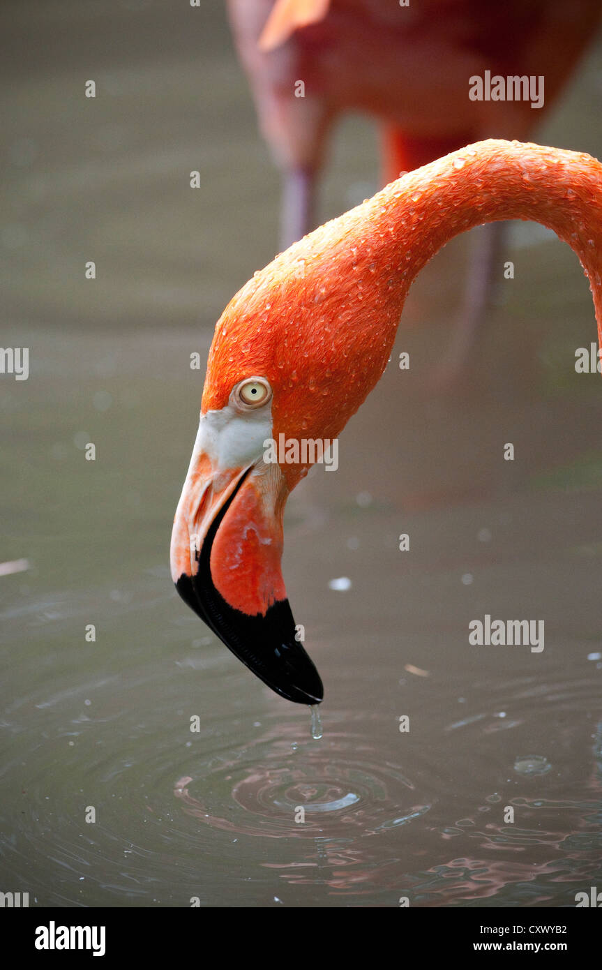 A close up of a pink flamingo drinking Stock Photo - Alamy