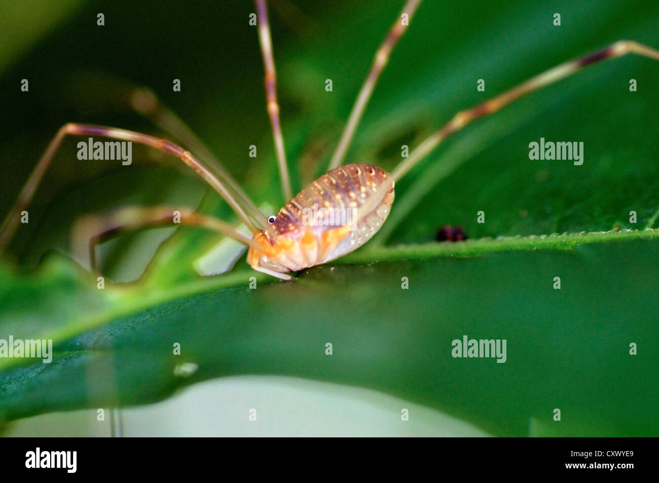 Opiliones hi-res stock photography and images - Alamy