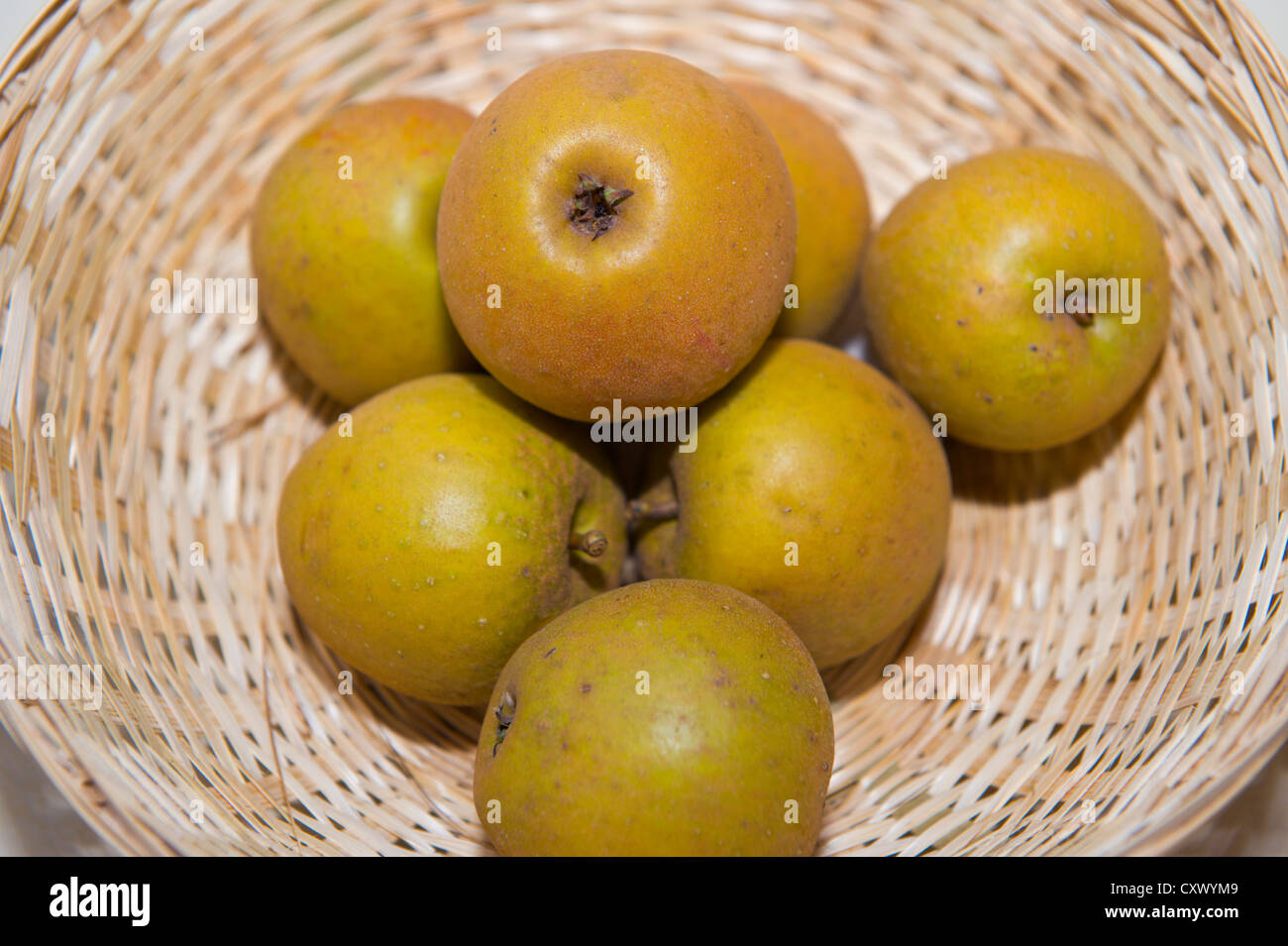 England heritage apple varieties hi-res stock photography and images ... England heritage apple varieties hi-res stock photography and images ...