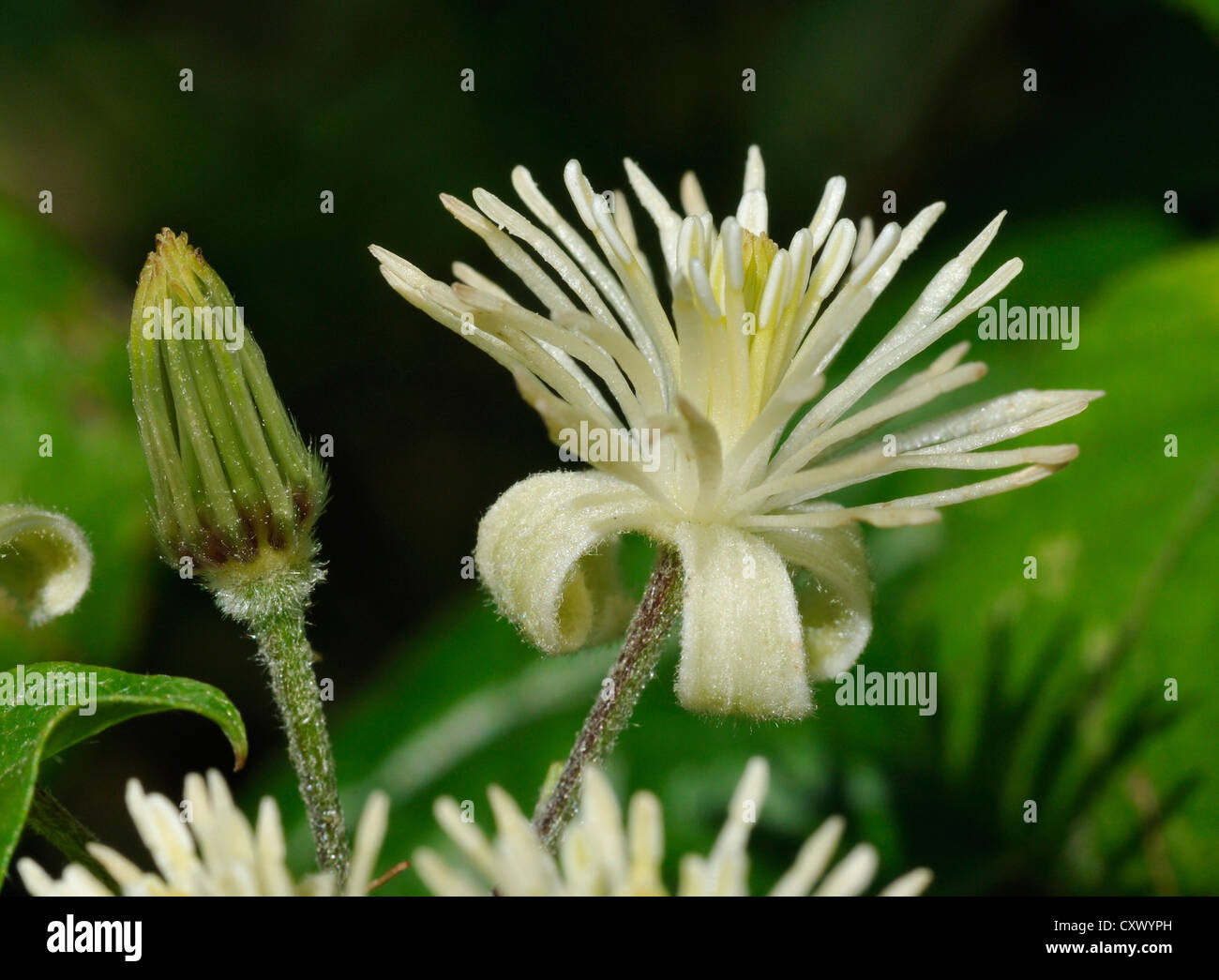 Travellers Joy - Clematis vitalba Single flower and bud Stock Photo - Alamy