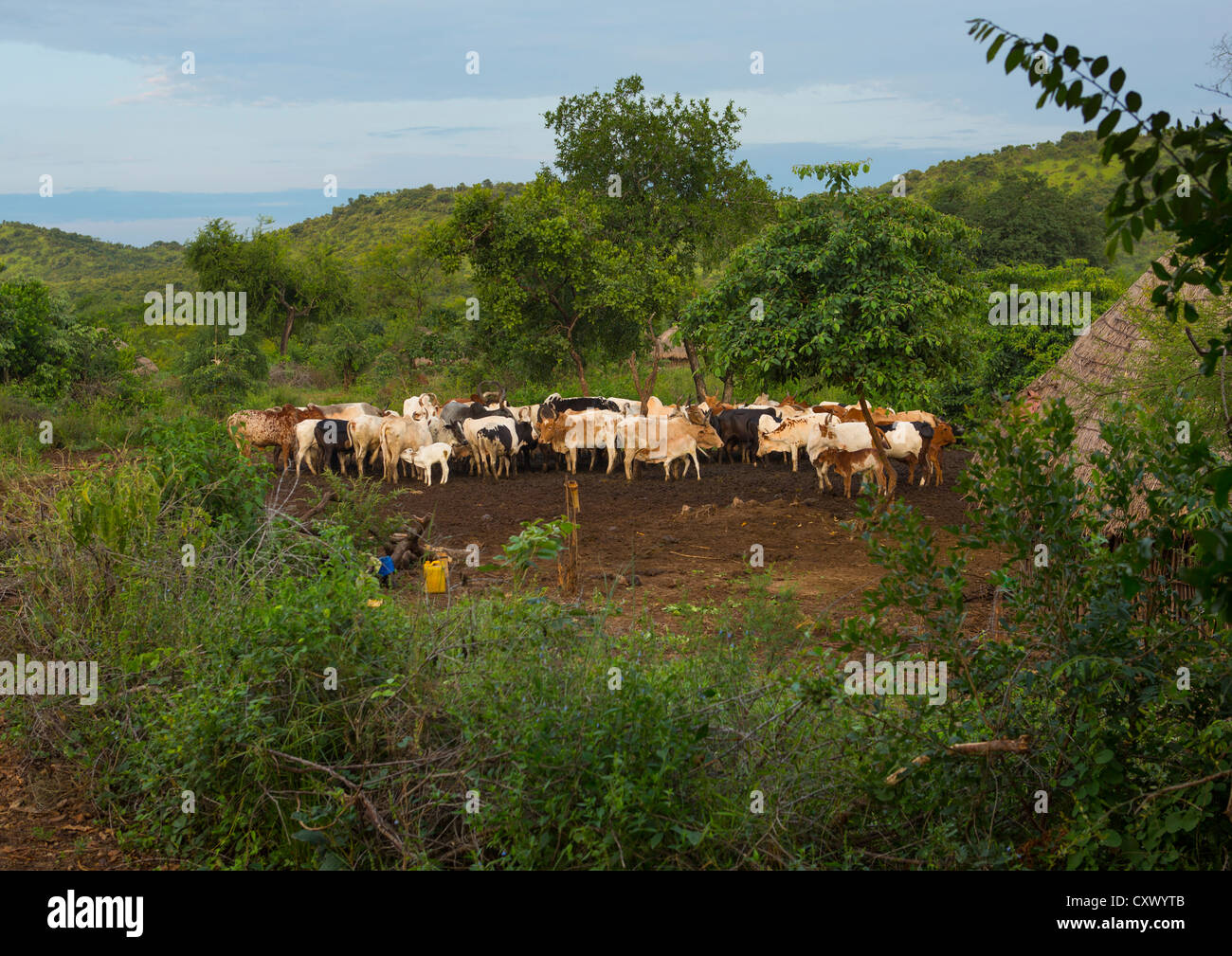 Bodi Tribe Cattle, Hana Mursi, Omo Valley, Ethiopia Stock Photo - Alamy