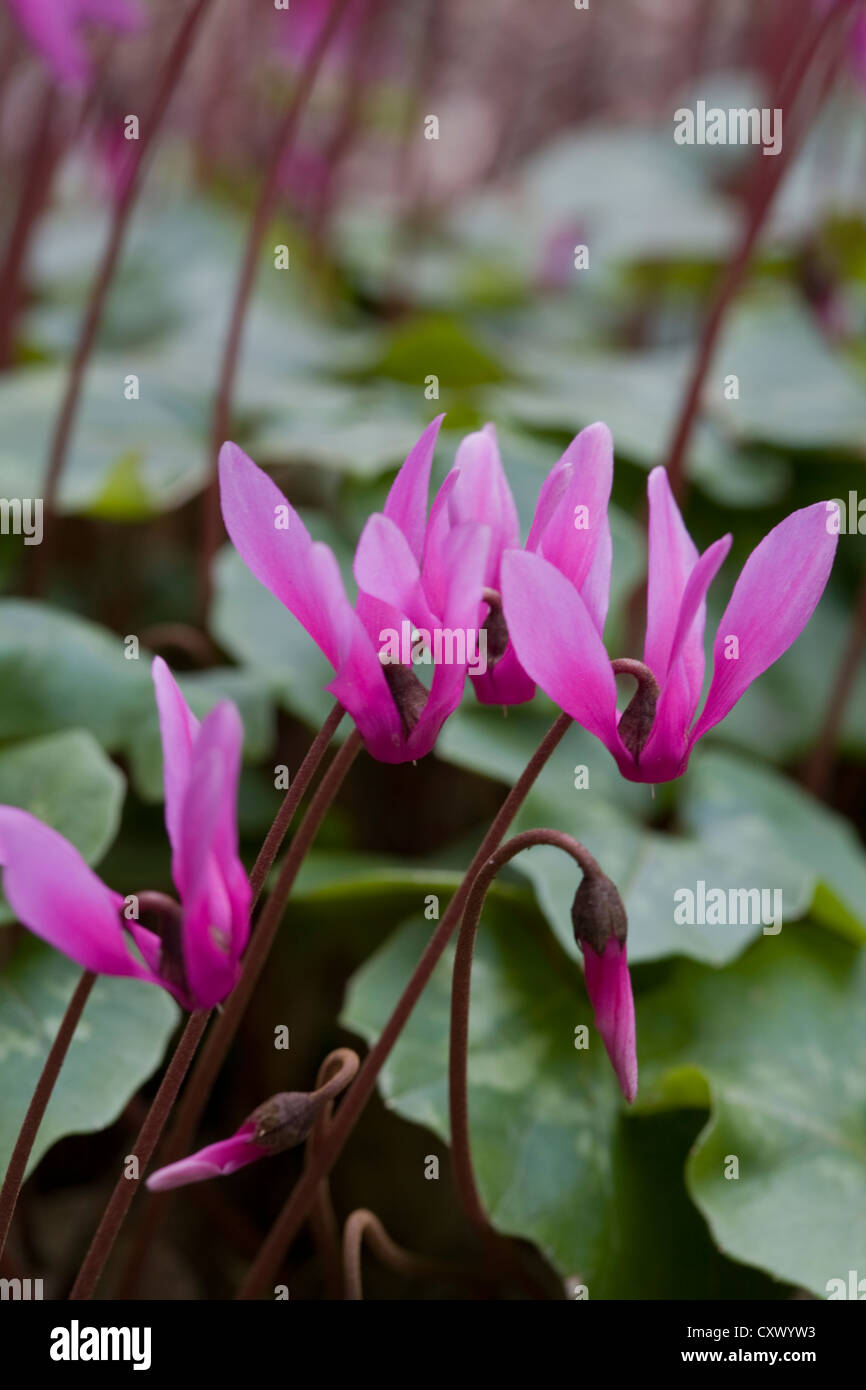 Cyclamen repandum hi-res stock photography and images - Alamy