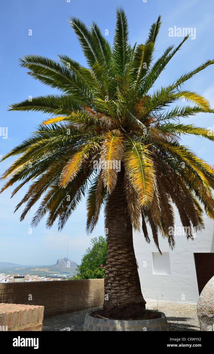 Spanish palm tree hi-res stock photography and images - Alamy
