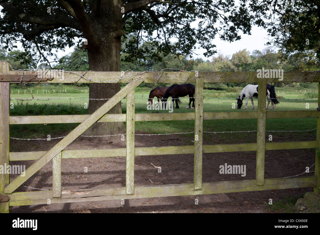 Barbed wire gate hi-res stock photography and images - Alamy