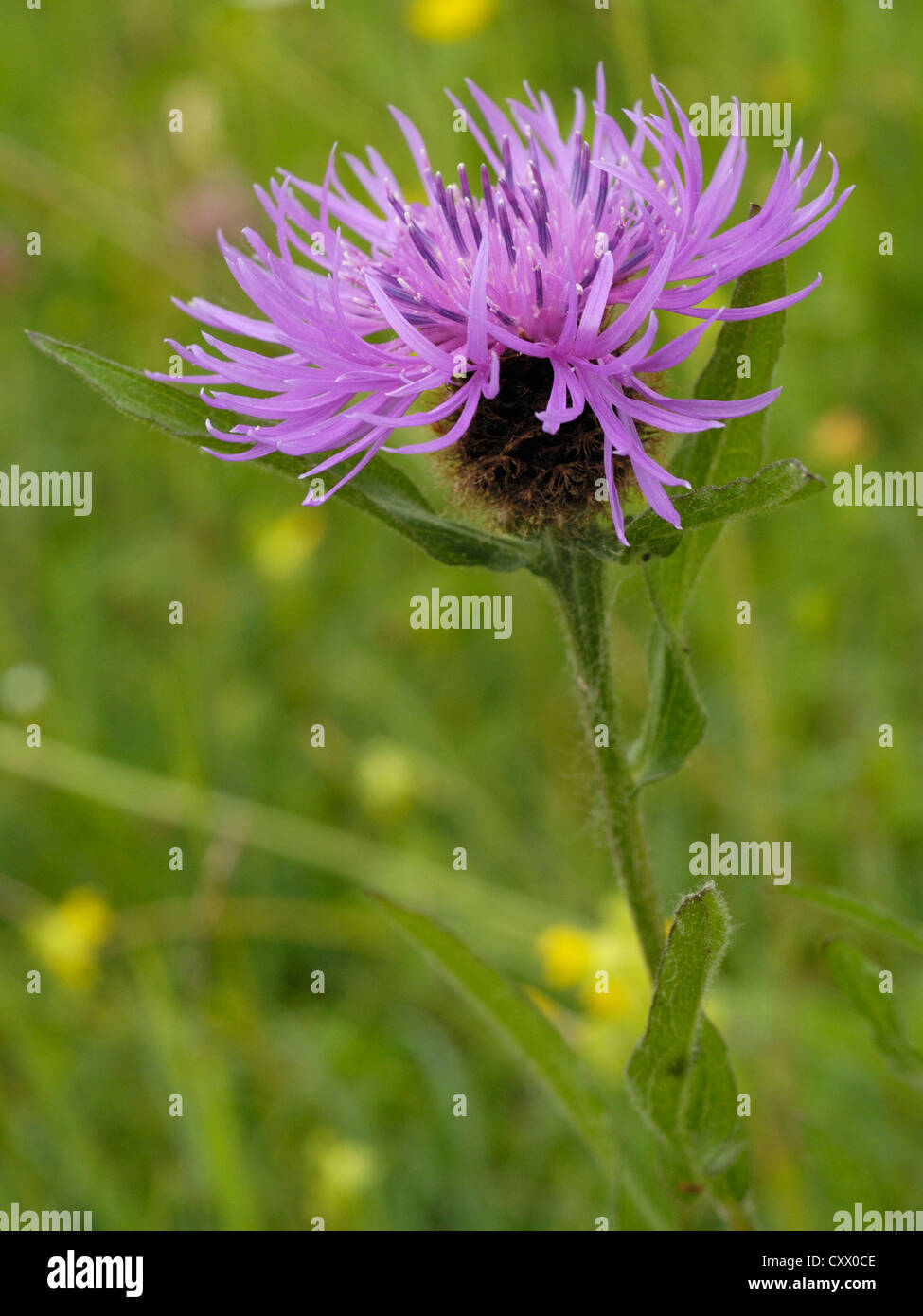 Centaurea nigra knapweed hardheads hi-res stock photography and images ...