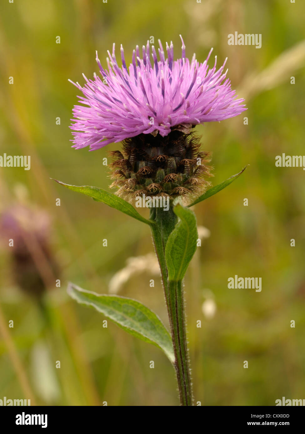 Common knap weed hi-res stock photography and images - Alamy