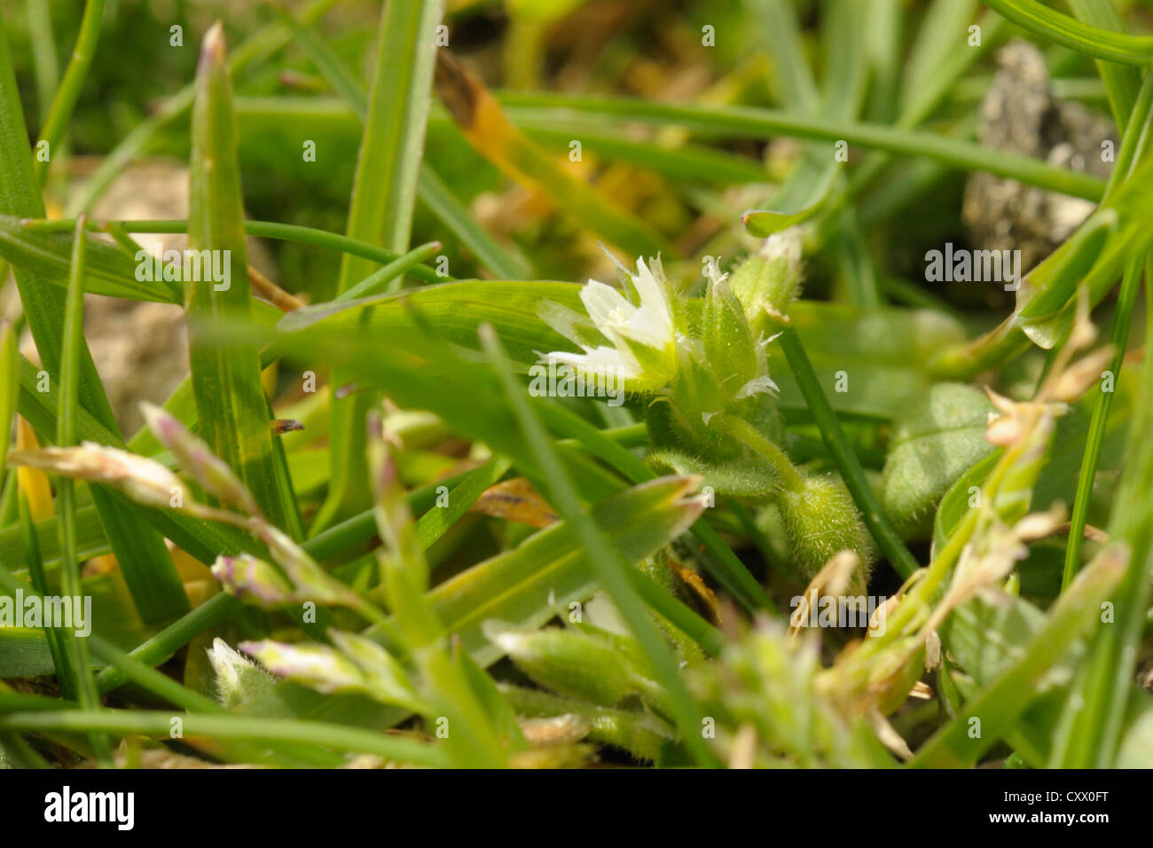 Little Mouse-ear, Cerastium semidecandrum Stock Photo - Alamy