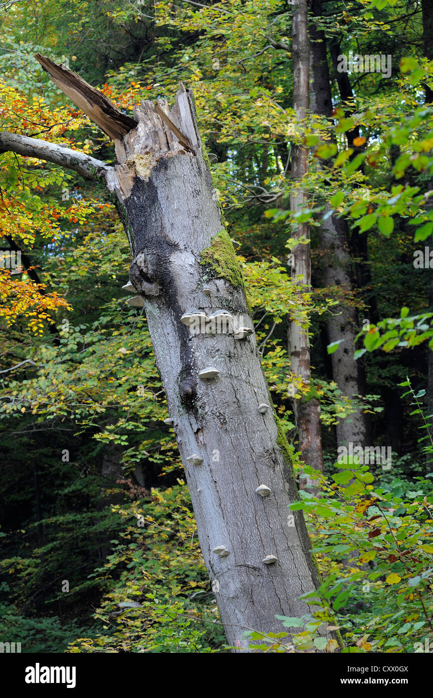 Trunk broken tree in hi-res stock photography and images - Alamy