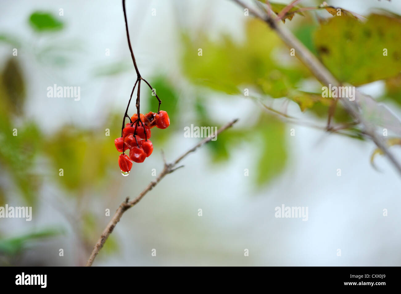 Berry panicle hi-res stock photography and images - Alamy