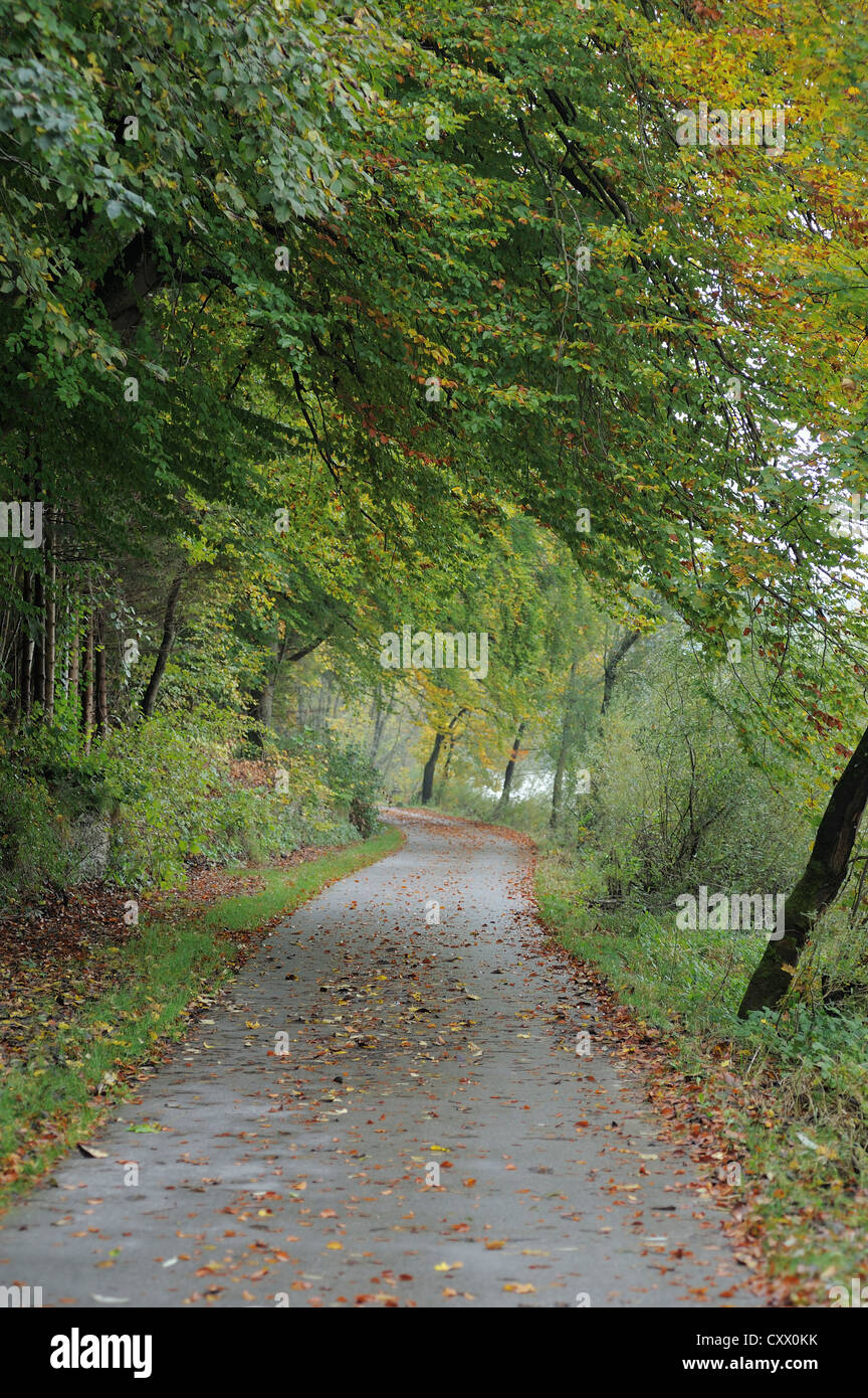 walkway leading through trees with autumn leaves Stock Photo - Alamy