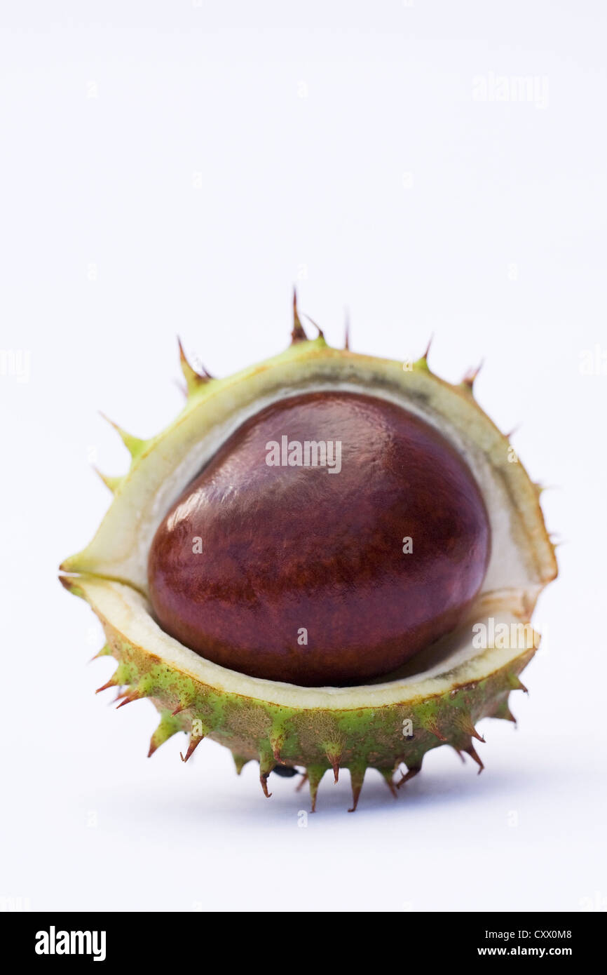 Shiny nut brown seeds hi-res stock photography and images - Alamy