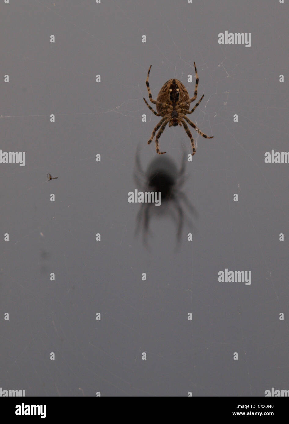Common garden spider england hi-res stock photography and images - Alamy