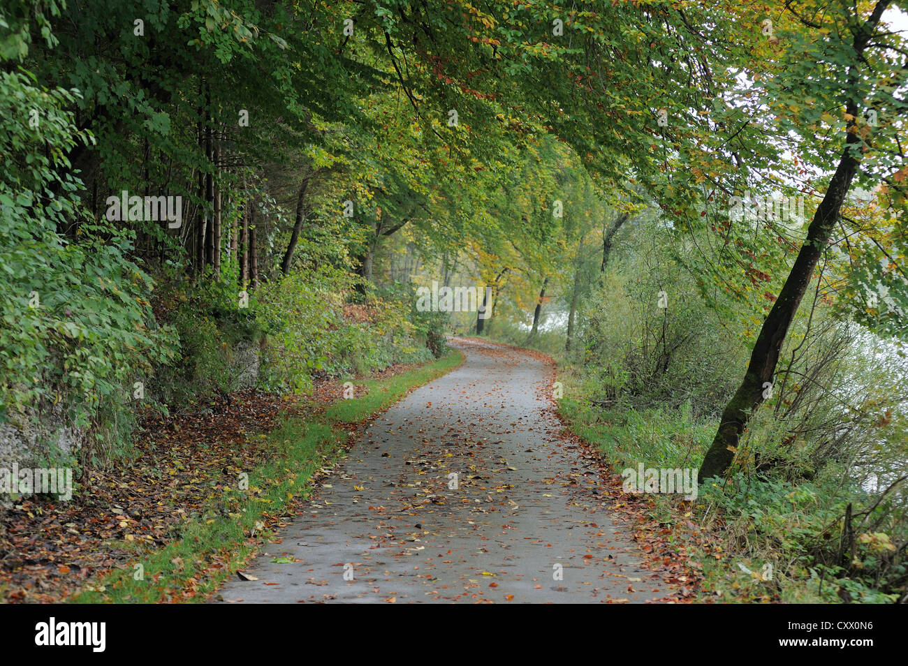 walkway leading through trees with autumn leaves Stock Photo - Alamy
