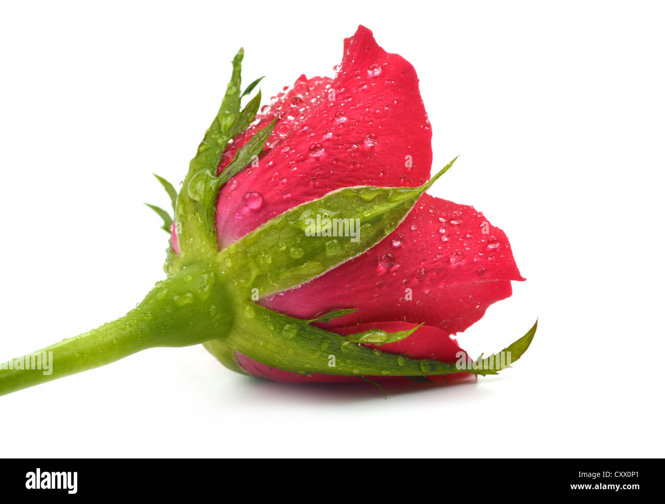 Beauty behind flower Cut Out Stock Images & Pictures - Alamy