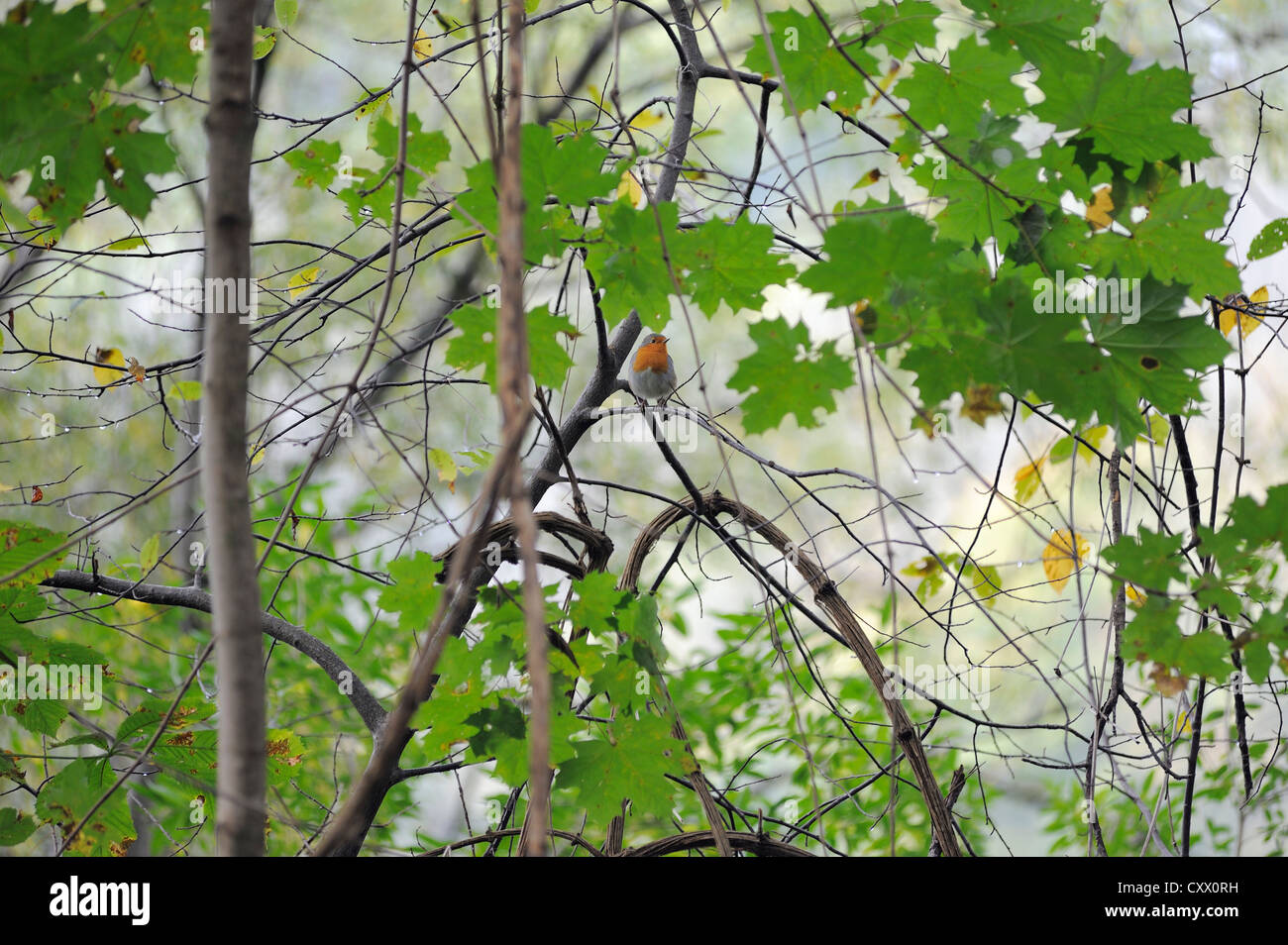 Robin tree hi-res stock photography and images - Alamy