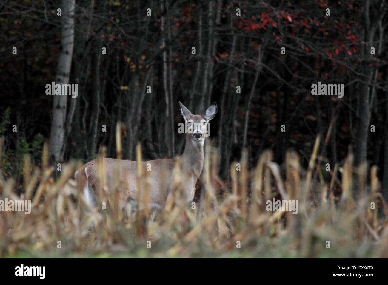 Whitetail deer doe hi-res stock photography and images - Alamy