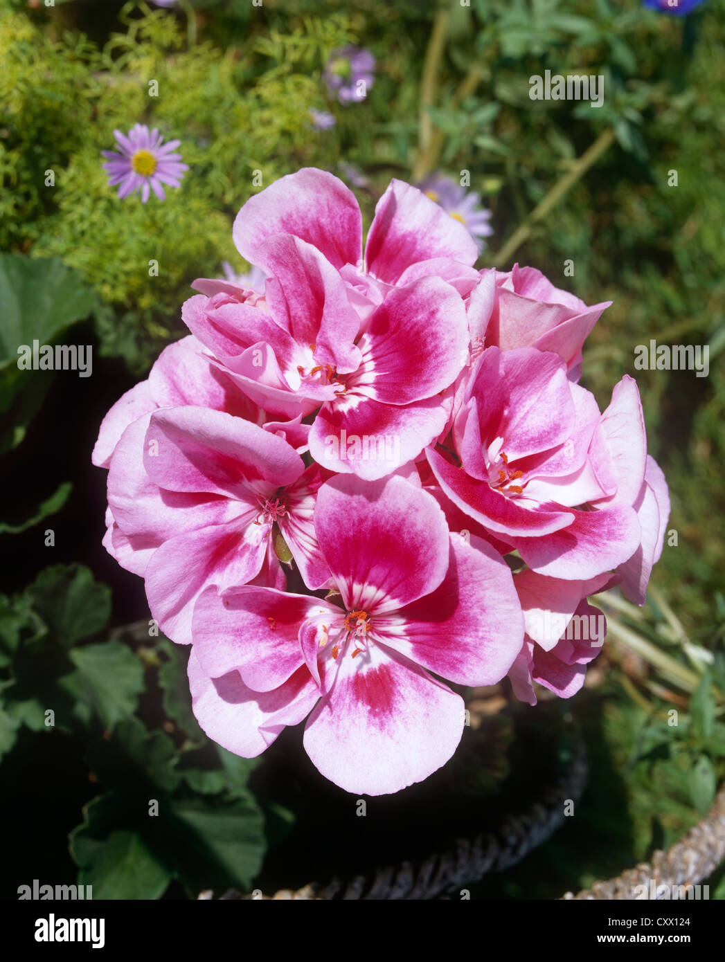 Zonal geranium hi-res stock photography and images - Alamy