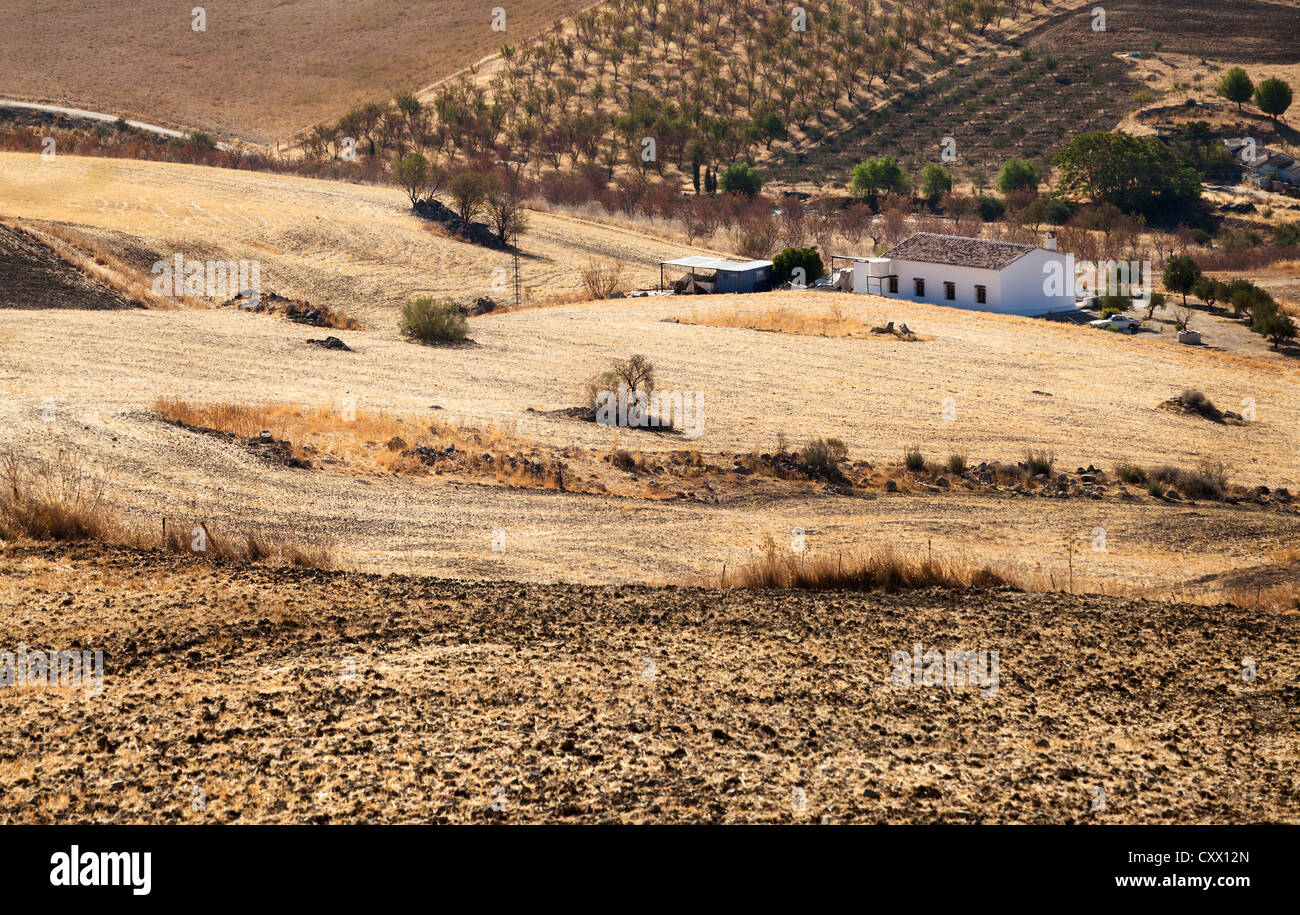 Olive tree field andalucia spain hi-res stock photography and images ...