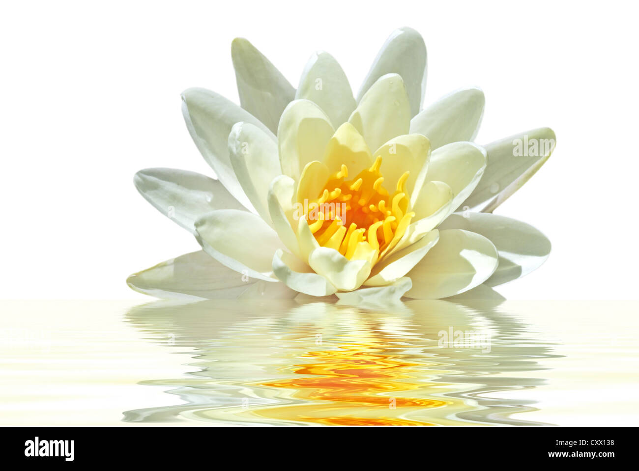 Beautiful white lotus floating on water Stock Photo - Alamy