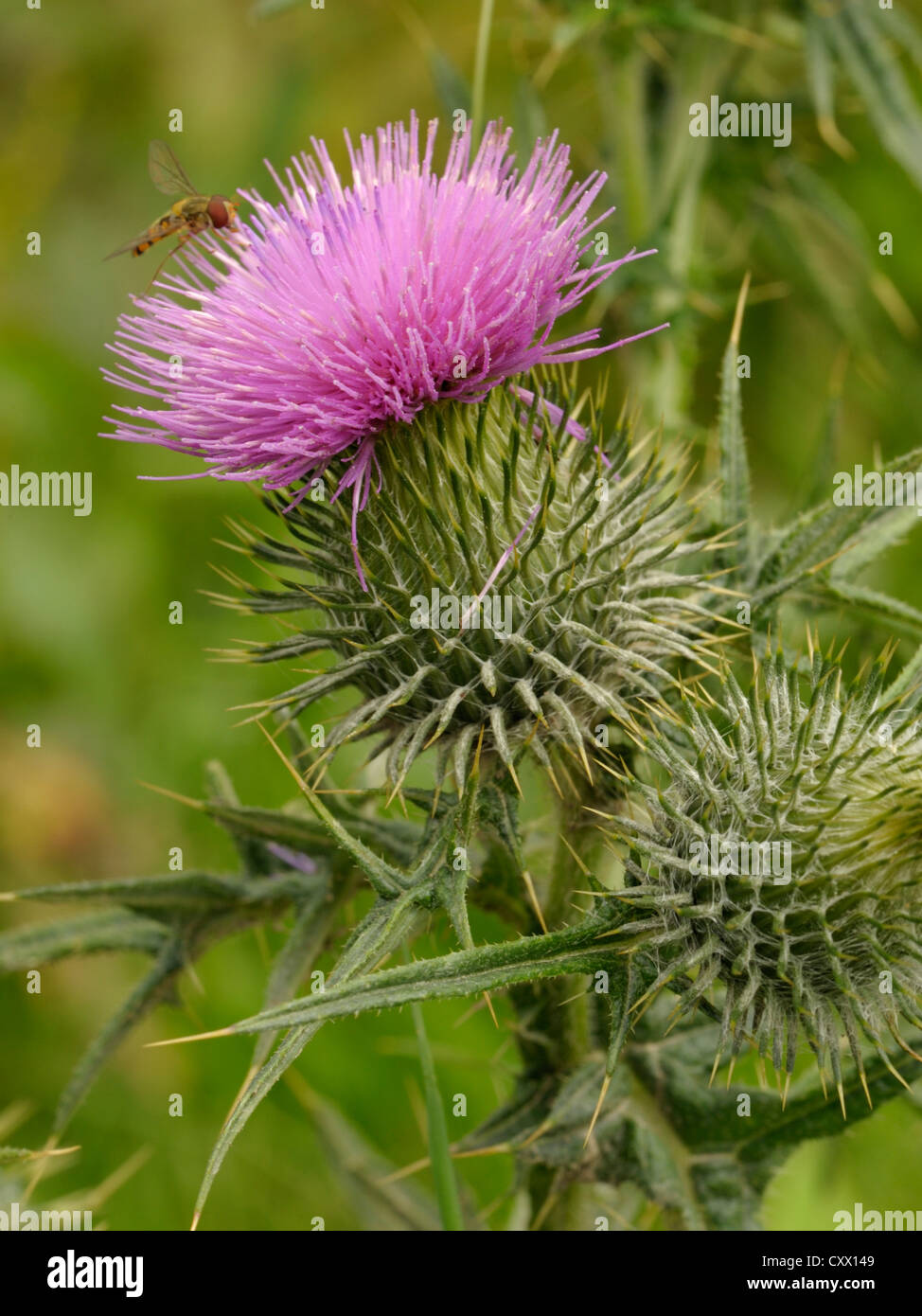 Spear Thistle, Cirsium vulgare with a fly Stock Photo - Alamy